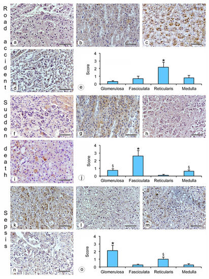 International Journal of Molecular Sciences | An Open Access Journal ...