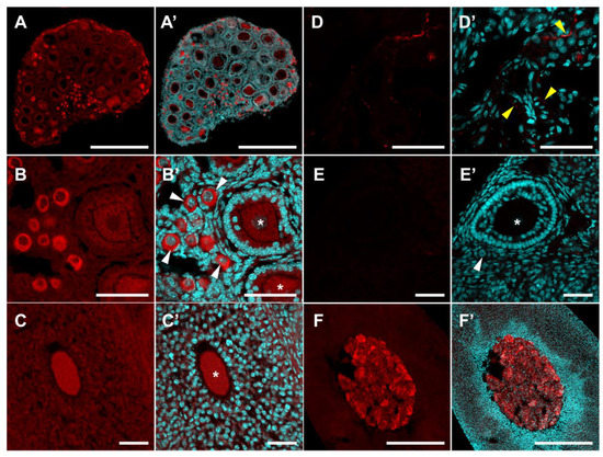 International Journal of Molecular Sciences | An Open Access Journal ...