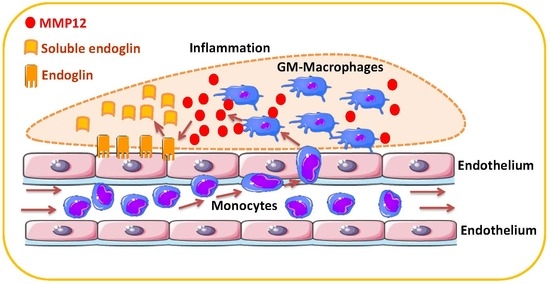 IJMS | Free Full-Text | MMP-12, Secreted by Pro-Inflammatory ...