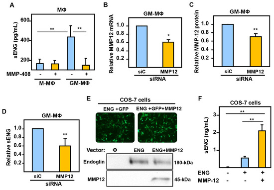 MMP-12, Secreted by Pro-Inflammatory Macrophages, Targets Endoglin in ...