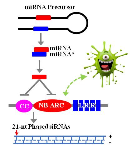 IJMS | Free Full-Text | Lineage-Specific Evolved MicroRNAs Regulating ...