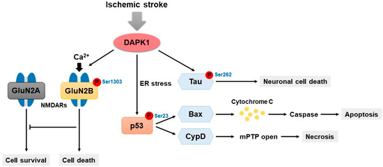 Death-Associated Protein Kinase 1 Phosphorylation in Neuronal Cell ...