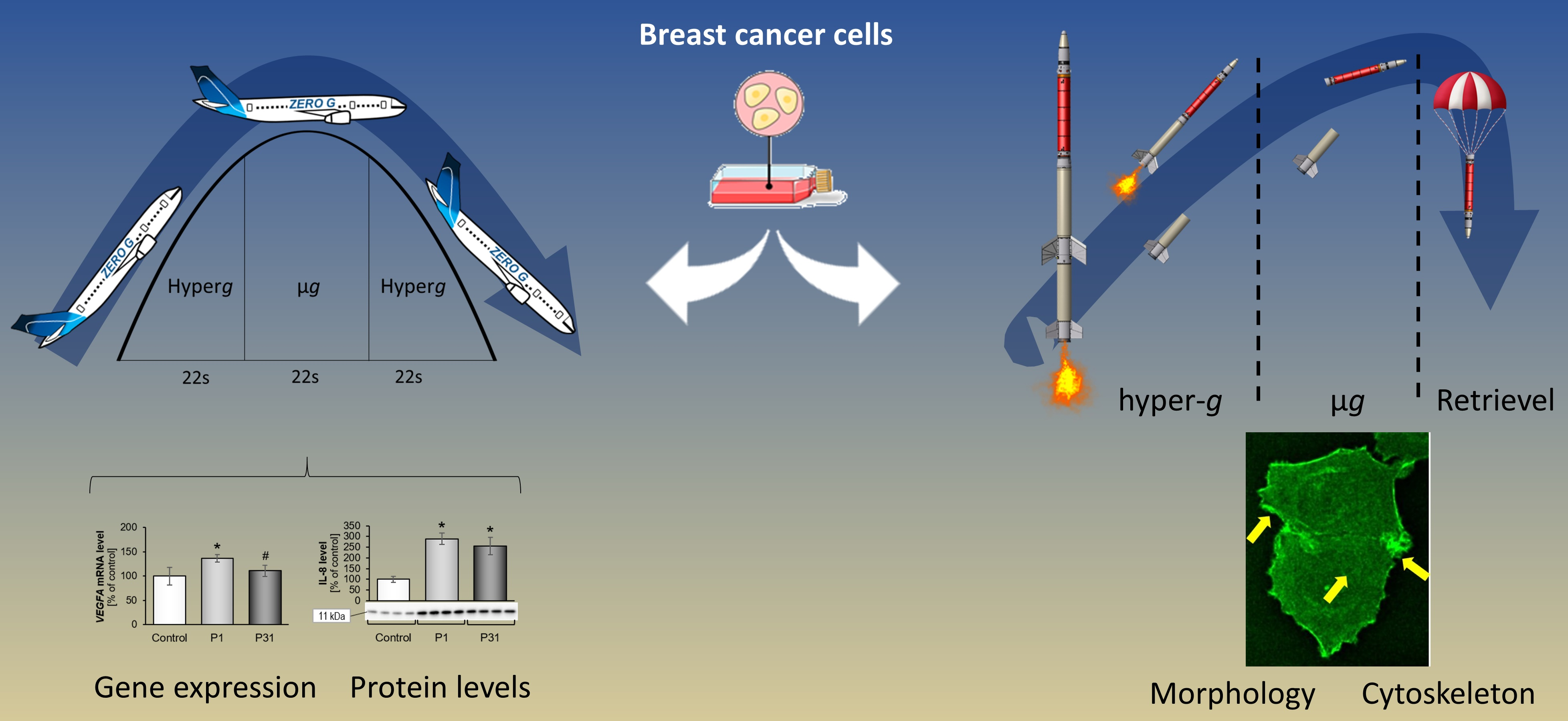 IJMS | Free Full-Text | Real Microgravity Influences the Cytoskeleton ...