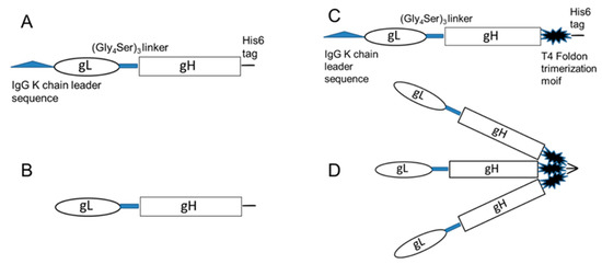 Immunization of Rabbits with Recombinant Human Cytomegalovirus Trimeric ...