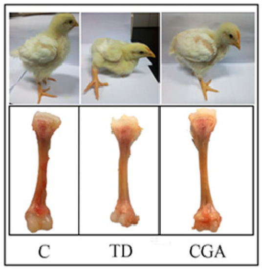 Chlorogenic Acid Alleviates Thiram-Induced Tibial Dyschondroplasia by ...
