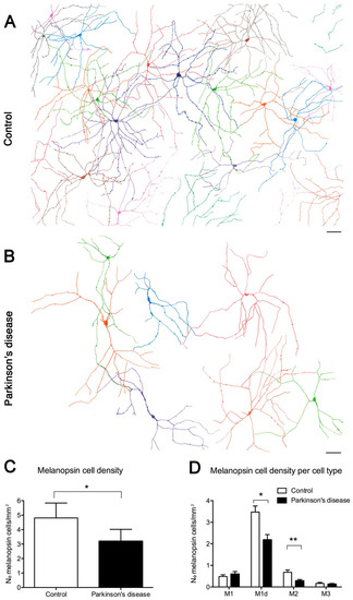 Photosensitive Melanopsin-Containing Retinal Ganglion Cells in Health ...