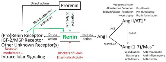 Renin Activity in Heart Failure with Reduced Systolic Function—New Insights