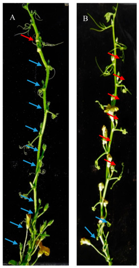 Morphological, Transcriptomic and Hormonal Characterization of ...