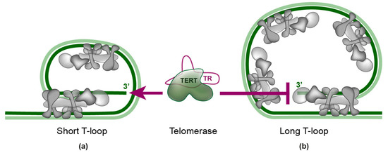Quantitative Biology of Human Shelterin and Telomerase: Searching for ...