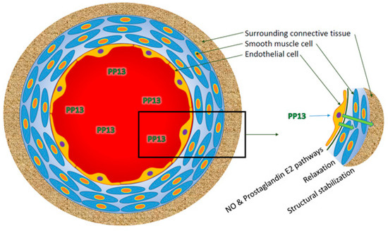 Galectin 13 (PP13) Facilitates Remodeling and Structural Stabilization ...