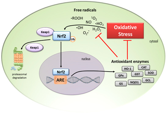 Basic Concepts on the Role of Nuclear Factor Erythroid-Derived 2-Like 2 (Nrf2) in Age-Related ...