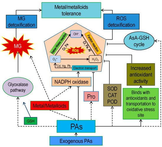 IJMS | Free Full-Text | Polyamine Action under Metal/Metalloid Stress ...