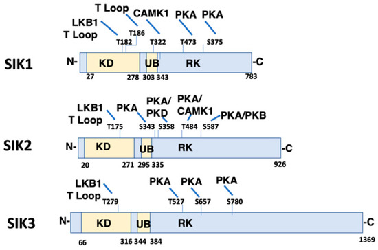 Salt Inducible Kinase Signaling Networks: Implications for Acute Kidney ...