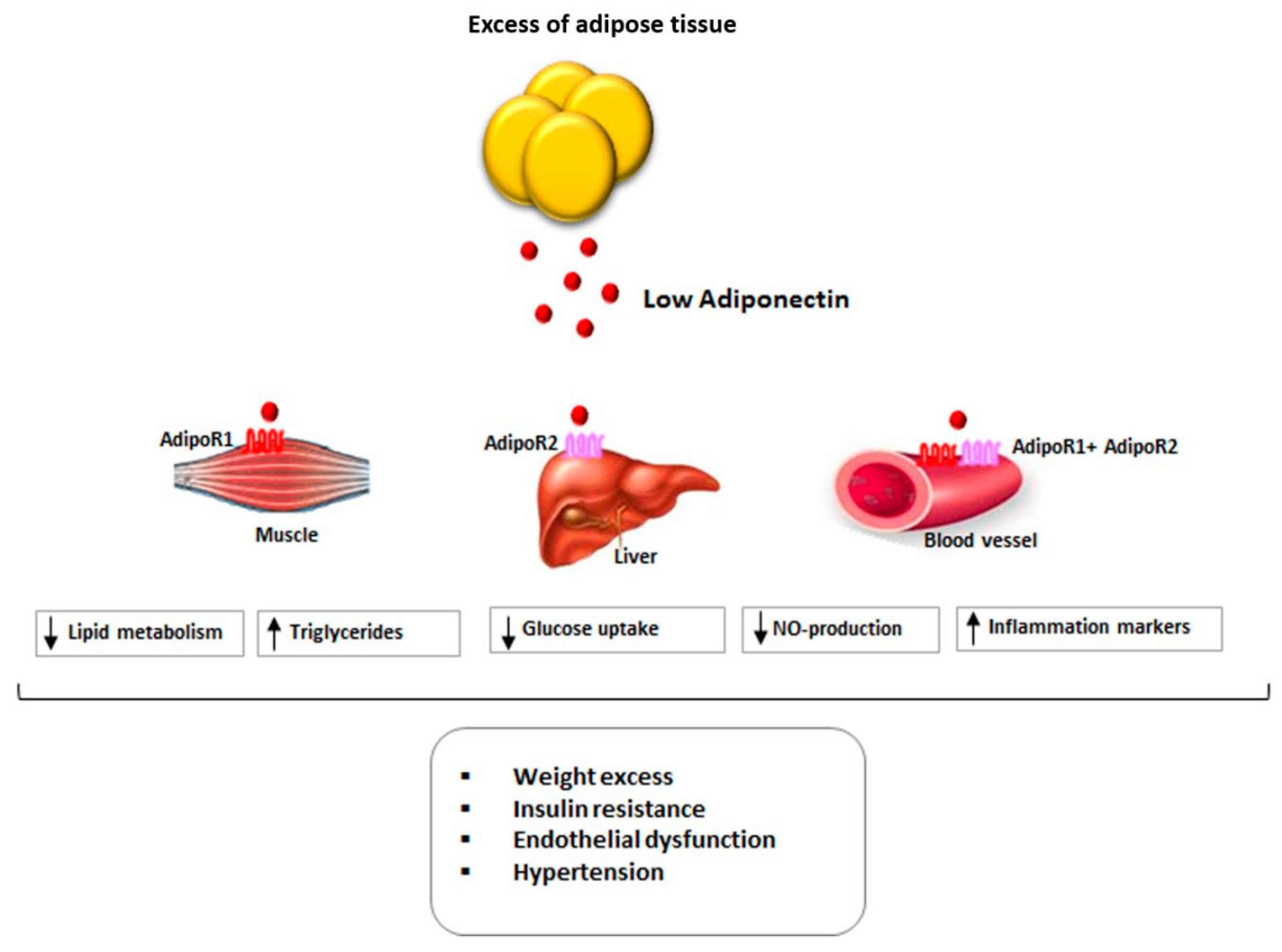 How To Increase Adiponectin Shopfear0