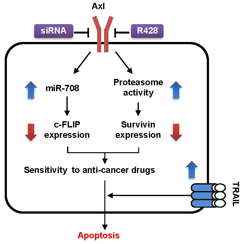 IJMS | Free Full-Text | Axl Inhibitor R428 Enhances TRAIL-Mediated ...