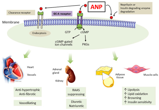 Atrial Natriuretic Peptide: A Molecular Target of Novel Therapeutic Approaches to Cardio ...