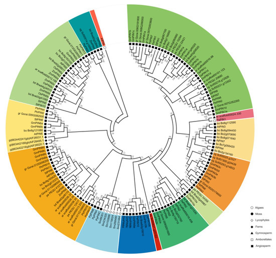 Comparative Analysis of the PIN Auxin Transporter Gene Family in ...