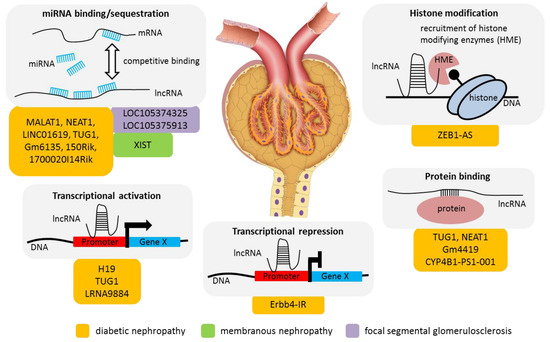Long Non-Coding RNAs in Kidney Disease