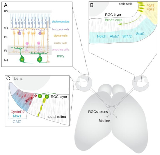 IJMS | Free Full-Text | Wiring the Binocular Visual Pathways