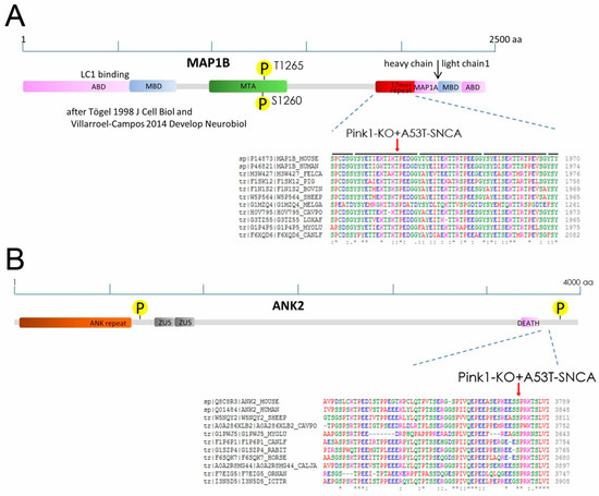 IJMS | Free Full-Text | SerThr-PhosphoProteome of Brain from Aged PINK1 ...