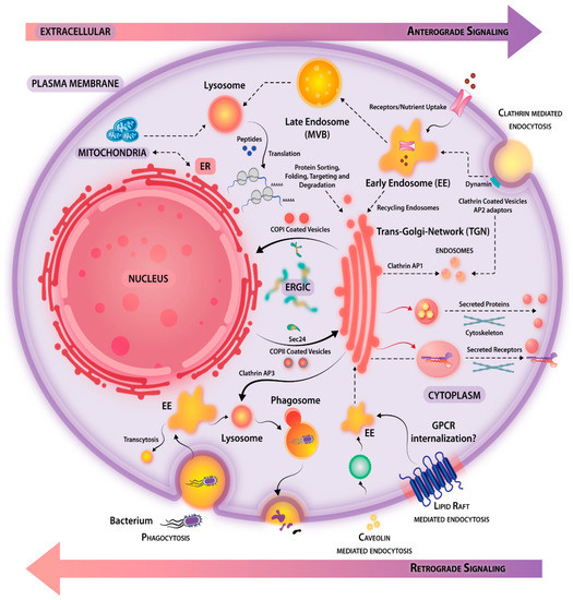 IJMS | Free Full-Text | Conceptual Evolution of Cell Signaling