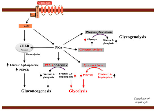 Glucagon Receptor Signaling and Glucagon Resistance