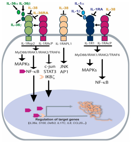 The Significance of IL-36 Hyperactivation and IL-36R Targeting in Psoriasis