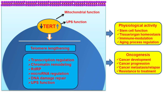 IJMS | Free Full-Text | Telomerase Reverse Transcriptase (TERT) in Action: Cross-Talking with ...