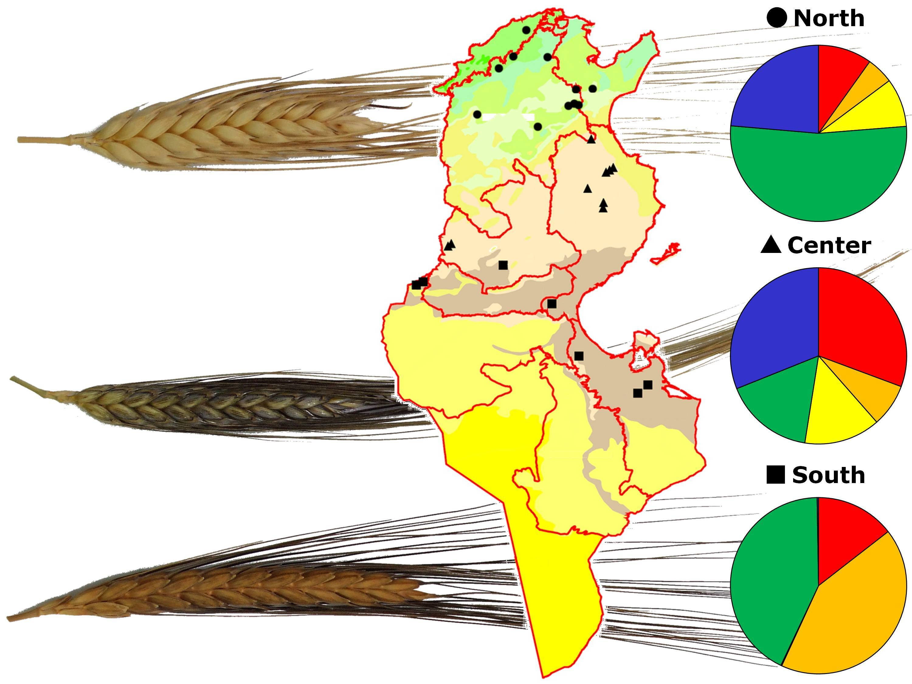 IJMS | Free Full-Text | Genetic Structure Analysis of a Collection of ...