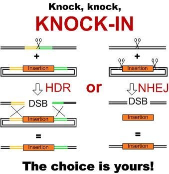 IJMS | Free Full-Text | The Problem of the Low Rates of CRISPR/Cas9 ...
