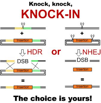 IJMS | Free Full-Text | The Problem of the Low Rates of CRISPR/Cas9 ...