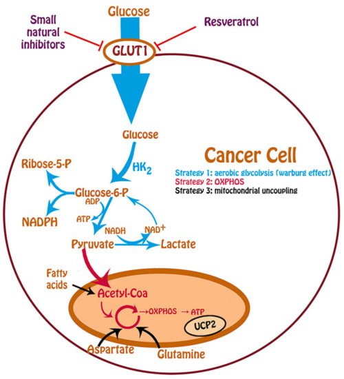 Glut 1 in Cancer Cells and the Inhibitory Action of Resveratrol as A ...