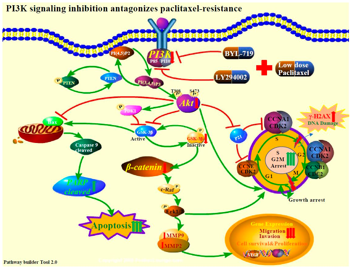 IJMS | Free Full-Text | Inhibition of Phosphatidylinositol 3-kinase ...