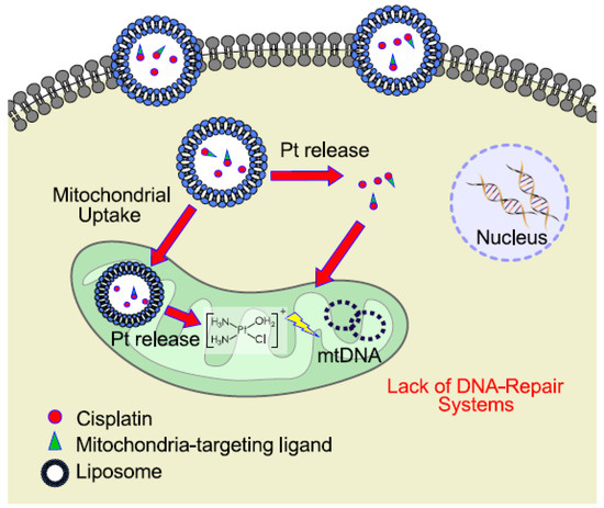IJMS | Special Issue : Cisplatin in Cancer Therapy: Molecular ...