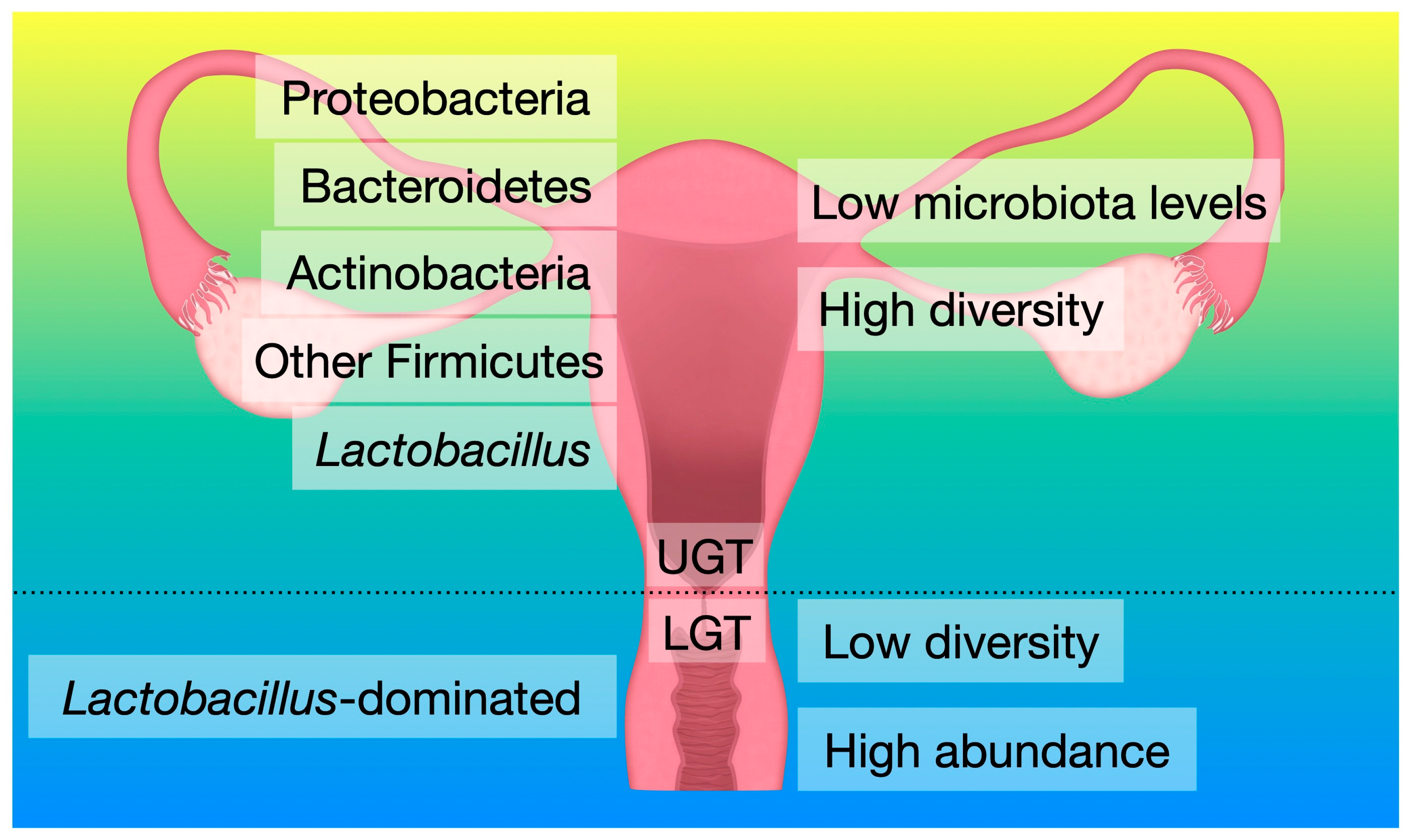 Ijms Free Full Text Bacterial Colonization Of The Female Upper