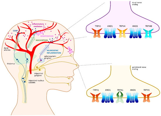 IJMS | Special Issue : Ion Channels of Nociception