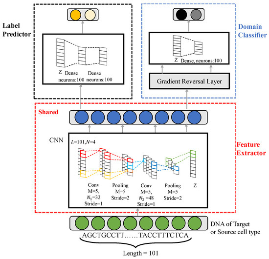 Cross Cell Type Prediction Of Tf Binding Site By Integrating Convolutional Neural Network And