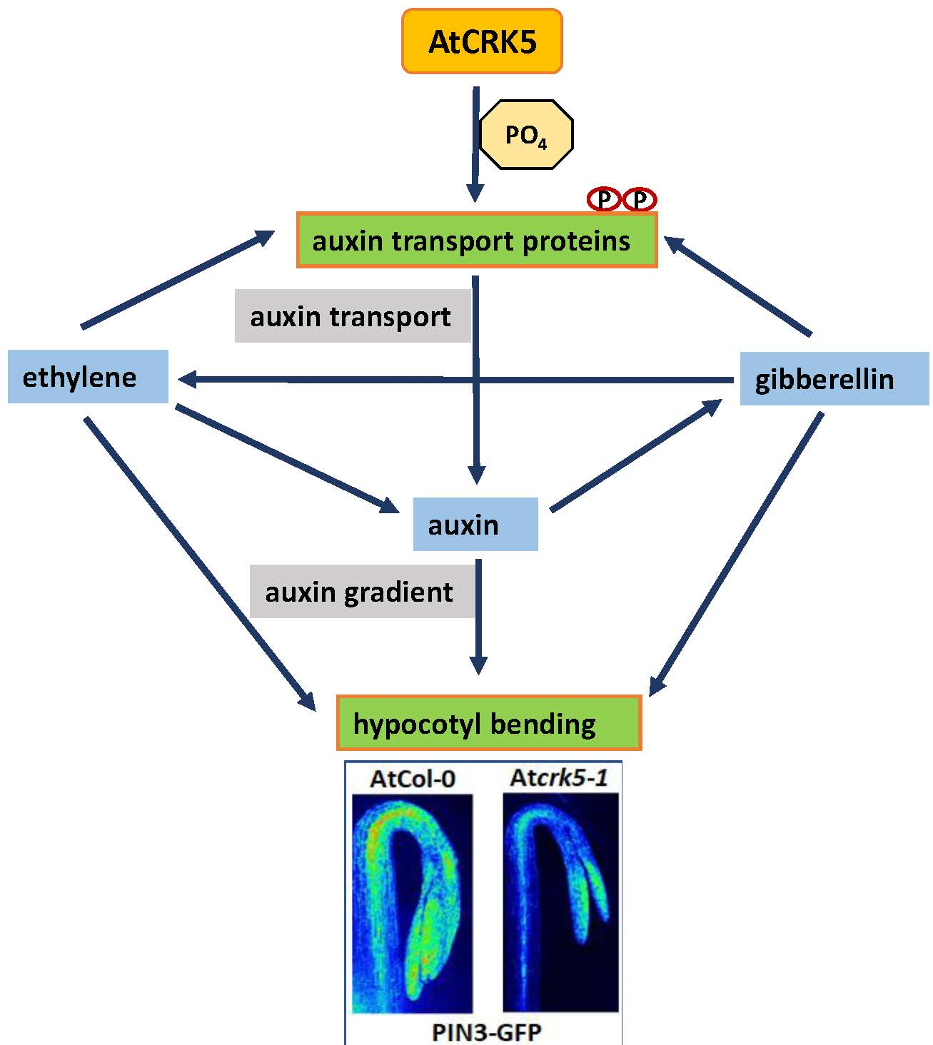 IJMS | Free Full-Text | AtCRK5 Protein Kinase Exhibits a Regulatory ...