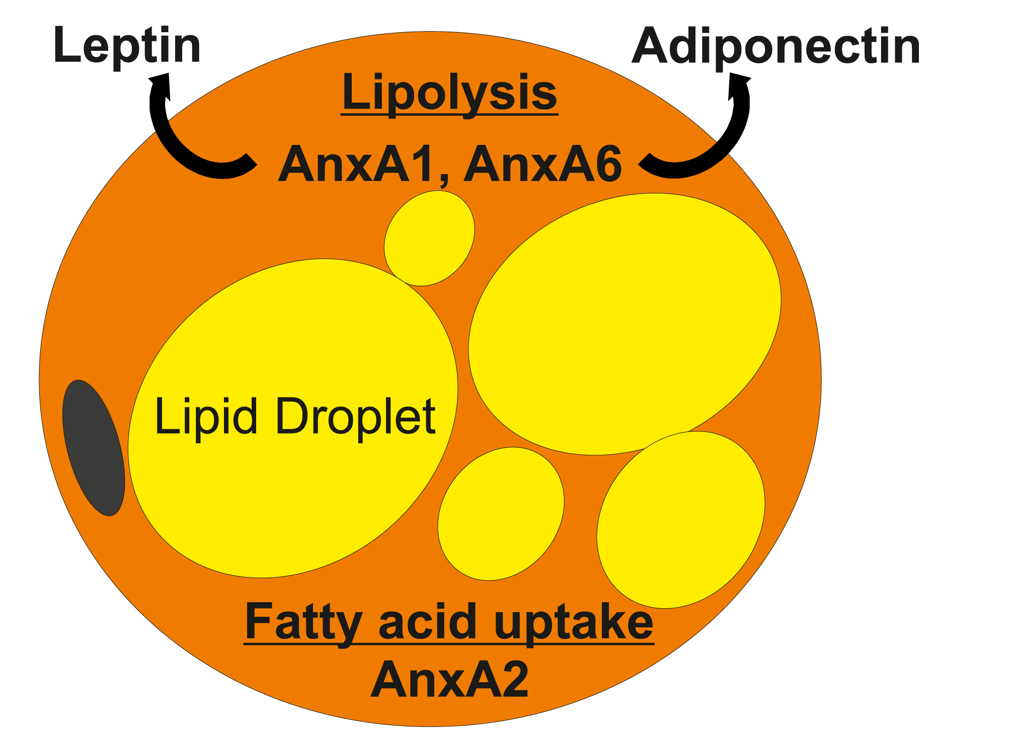 IJMS | Free Full-Text | Annexins in Adipose Tissue: Novel Players in ...