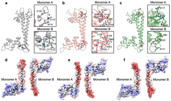 IJMS | Special Issue : Copper in Biology: Maturation of Copper Proteins ...