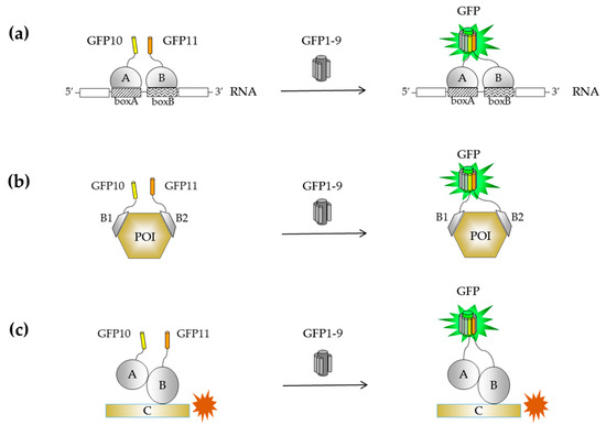 Development and Applications of Superfolder and Split Fluorescent ...