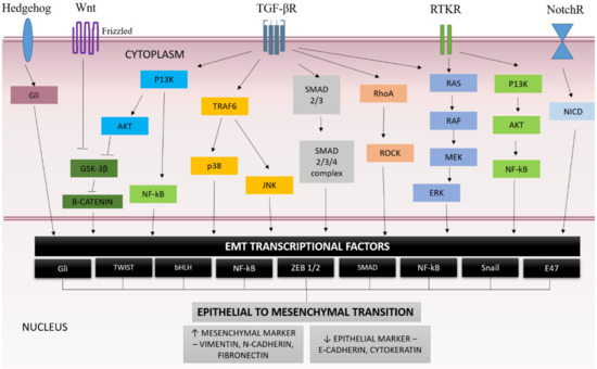 Modulation of Epithelial to Mesenchymal Transition Signaling Pathways by Olea Europaea and Its ...