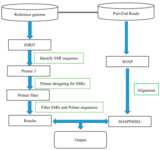 IDSSR: An Efficient Pipeline for Identifying Polymorphic ...