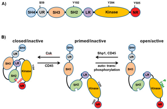 Beyond TCR Signaling: Emerging Functions of Lck in Cancer and Immunotherapy