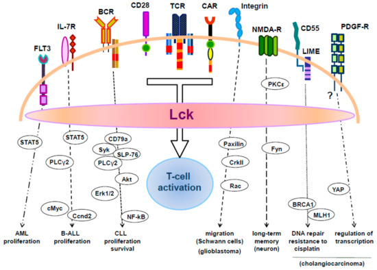 Beyond TCR Signaling: Emerging Functions of Lck in Cancer and Immunotherapy