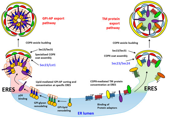 Endoplasmic Reticulum The Lipid And Protein Processing Machinery Of