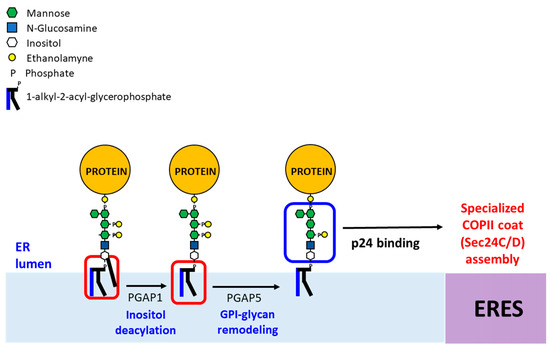 Endoplasmic Reticulum Export of GPI-Anchored Proteins