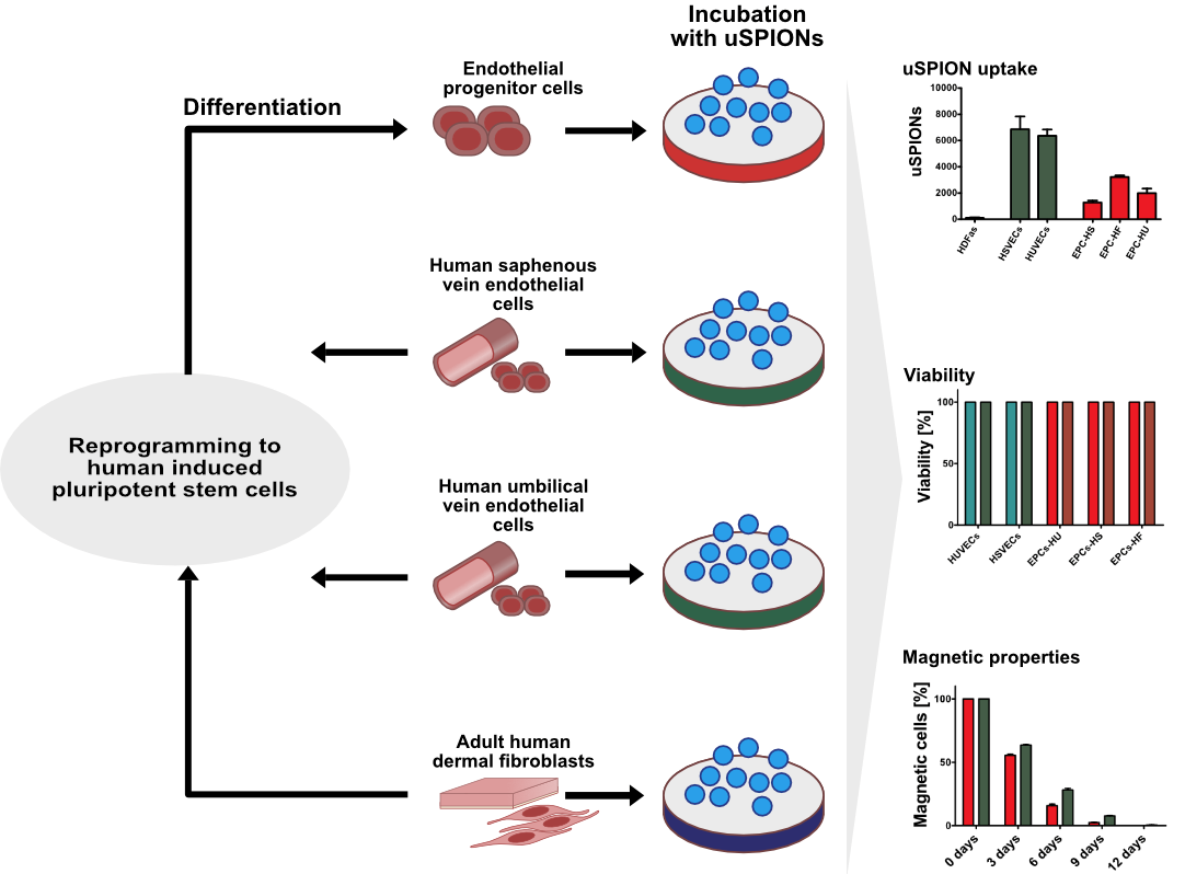 IJMS | Free Full-Text | The Effect of Uncoated SPIONs on hiPSC-Differentiated Endothelial Cells