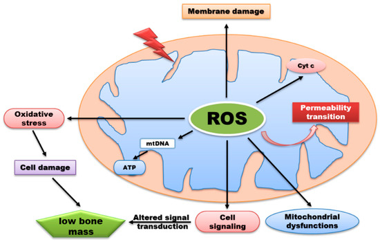 Reactive Oxygen Species in Osteoclast Differentiation and Possible ...
