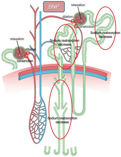 BNP as a Major Player in the Heart-Kidney Connection